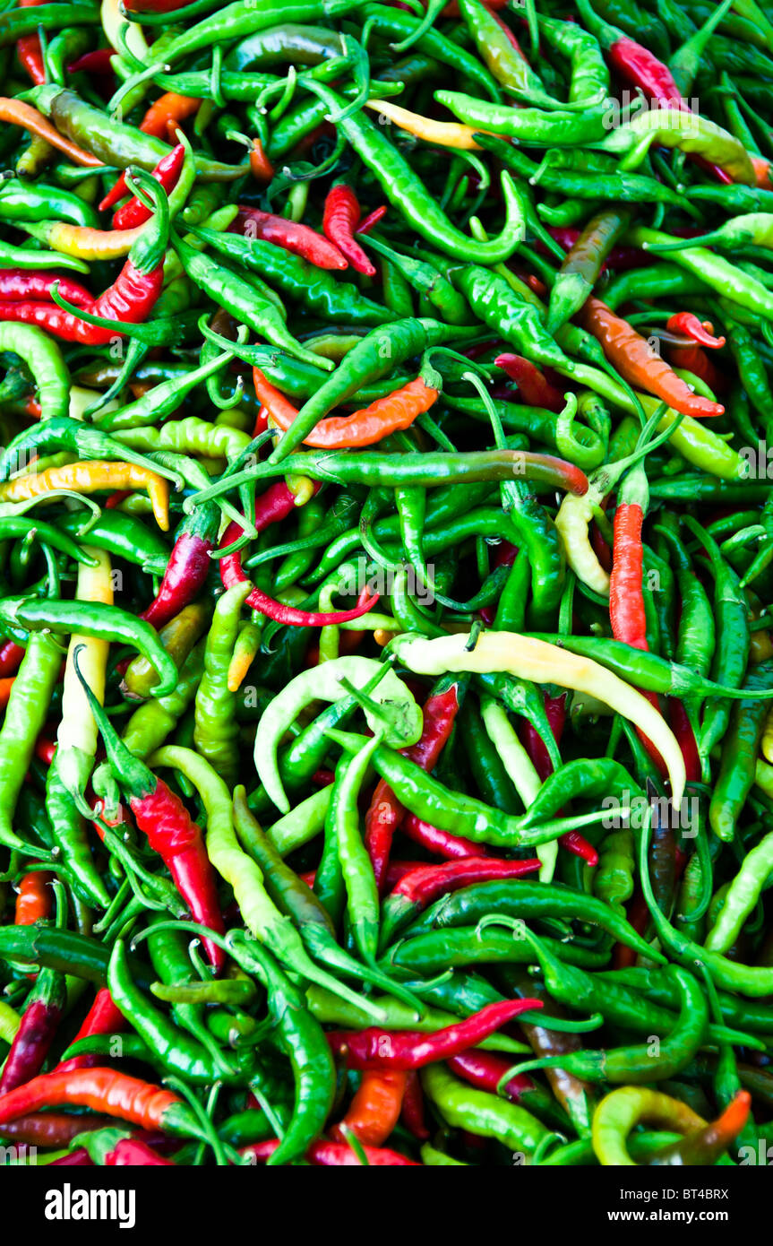 Large collection of mixed chili peppers at Egypt Bazaar (MisirCarsisi ...