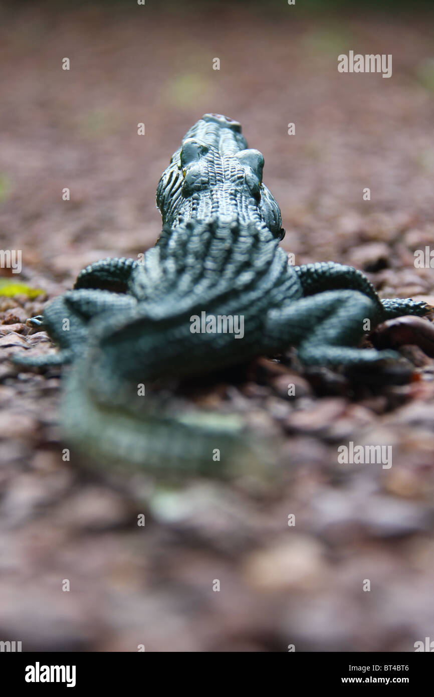 Green alligator chasing prey Stock Photo - Alamy