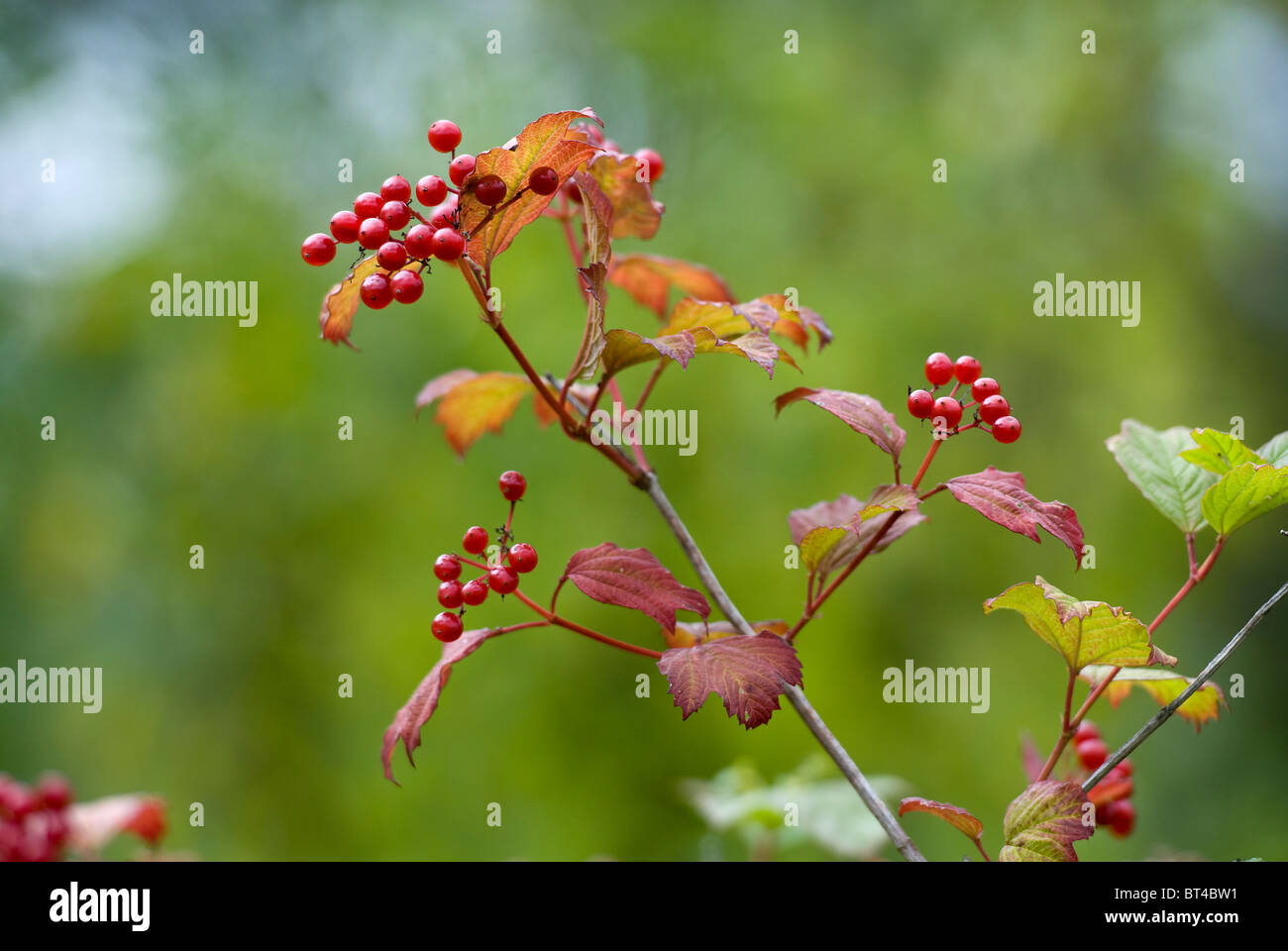 Wayfaring tree berries Stock Photo - Alamy