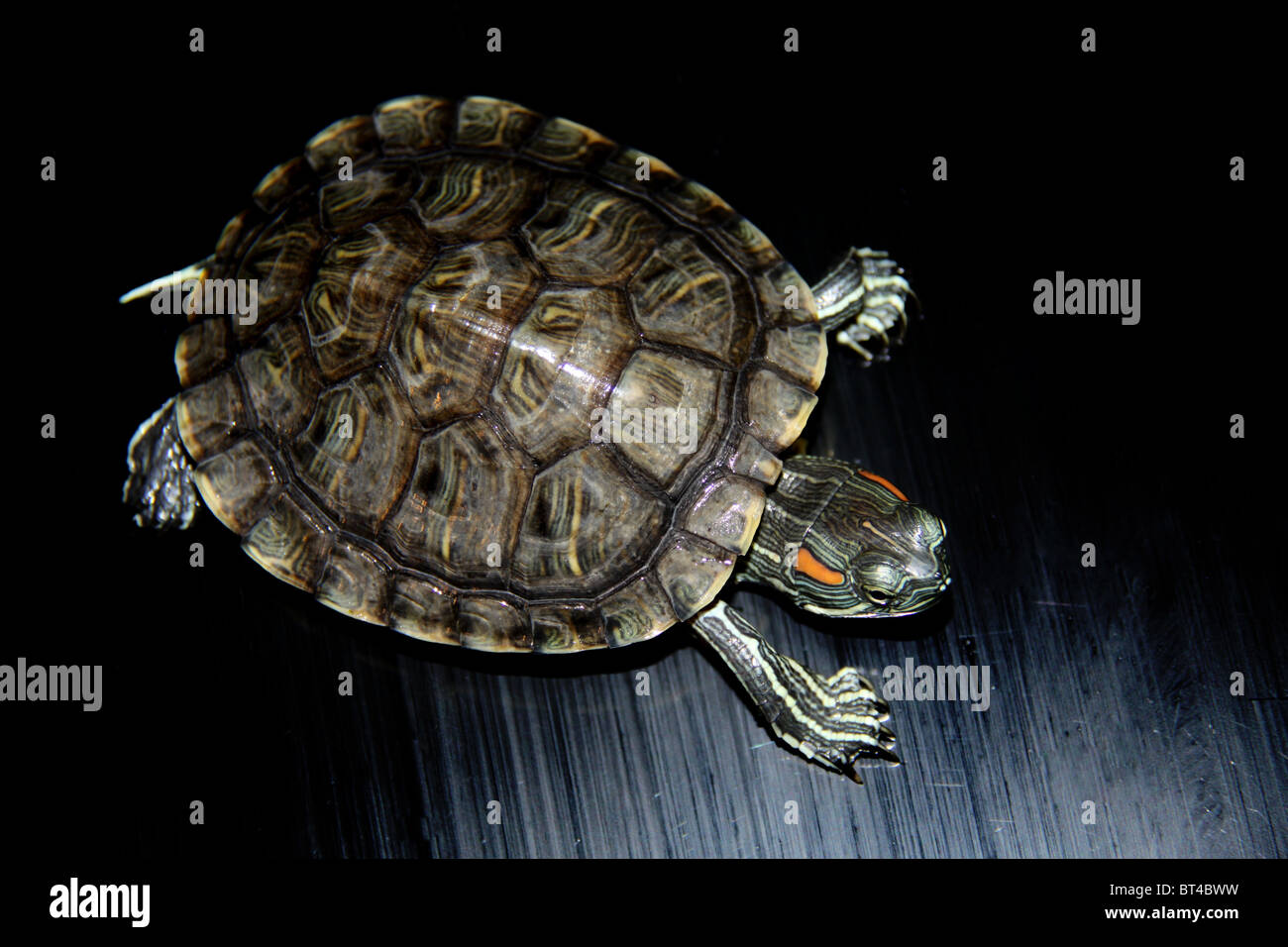 Red eared slider Stock Photo - Alamy