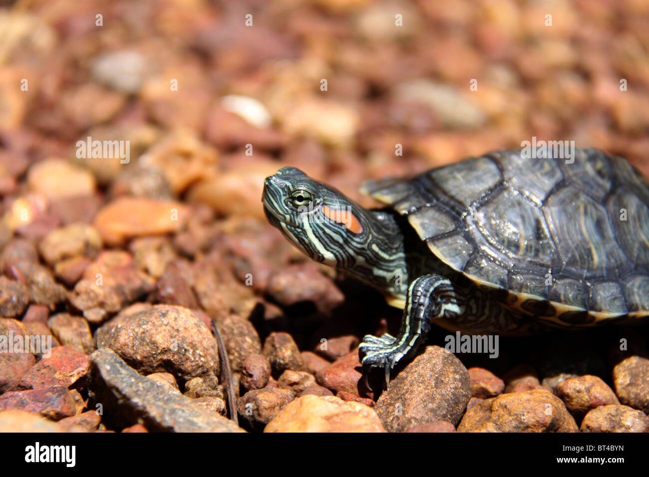 Red eared slider Stock Photo - Alamy