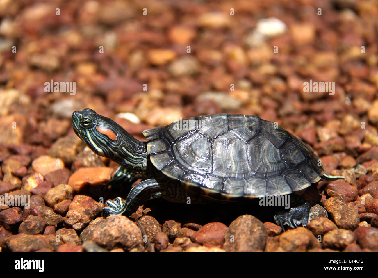 Red eared slider Stock Photo - Alamy