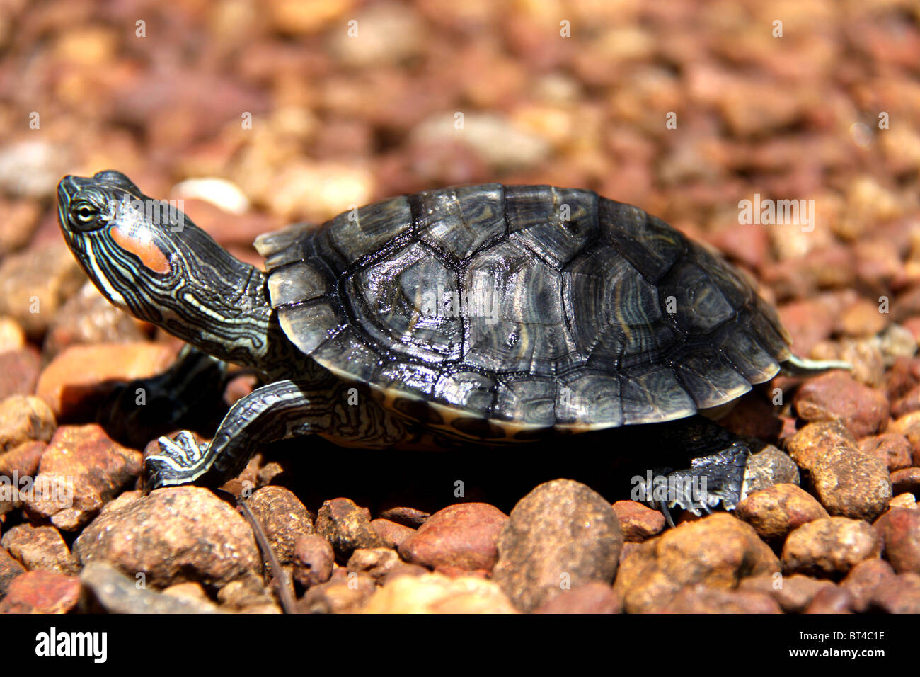 Red eared slider Stock Photo - Alamy