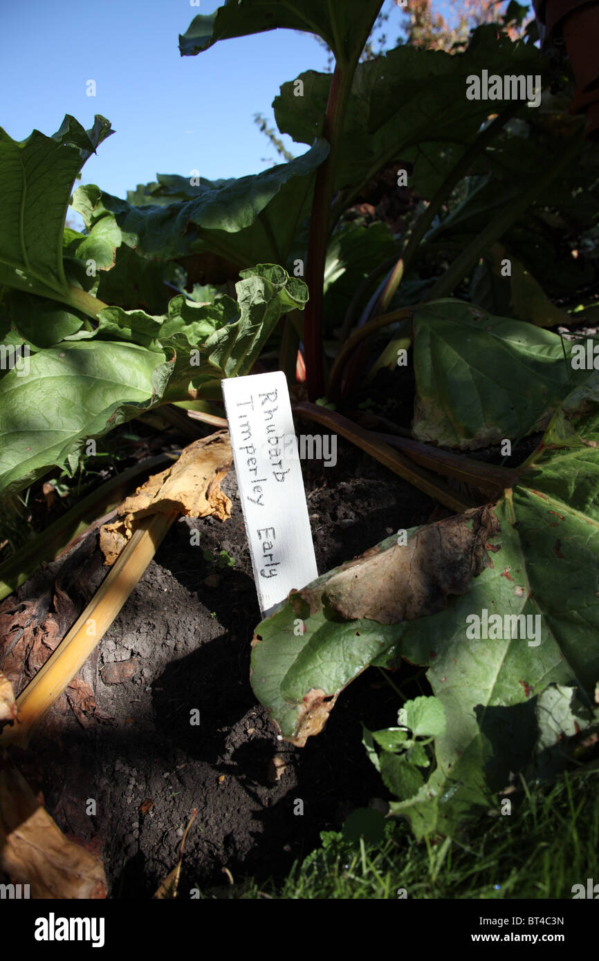 Rhubarb, Timperley Early Stock Photo - Alamy