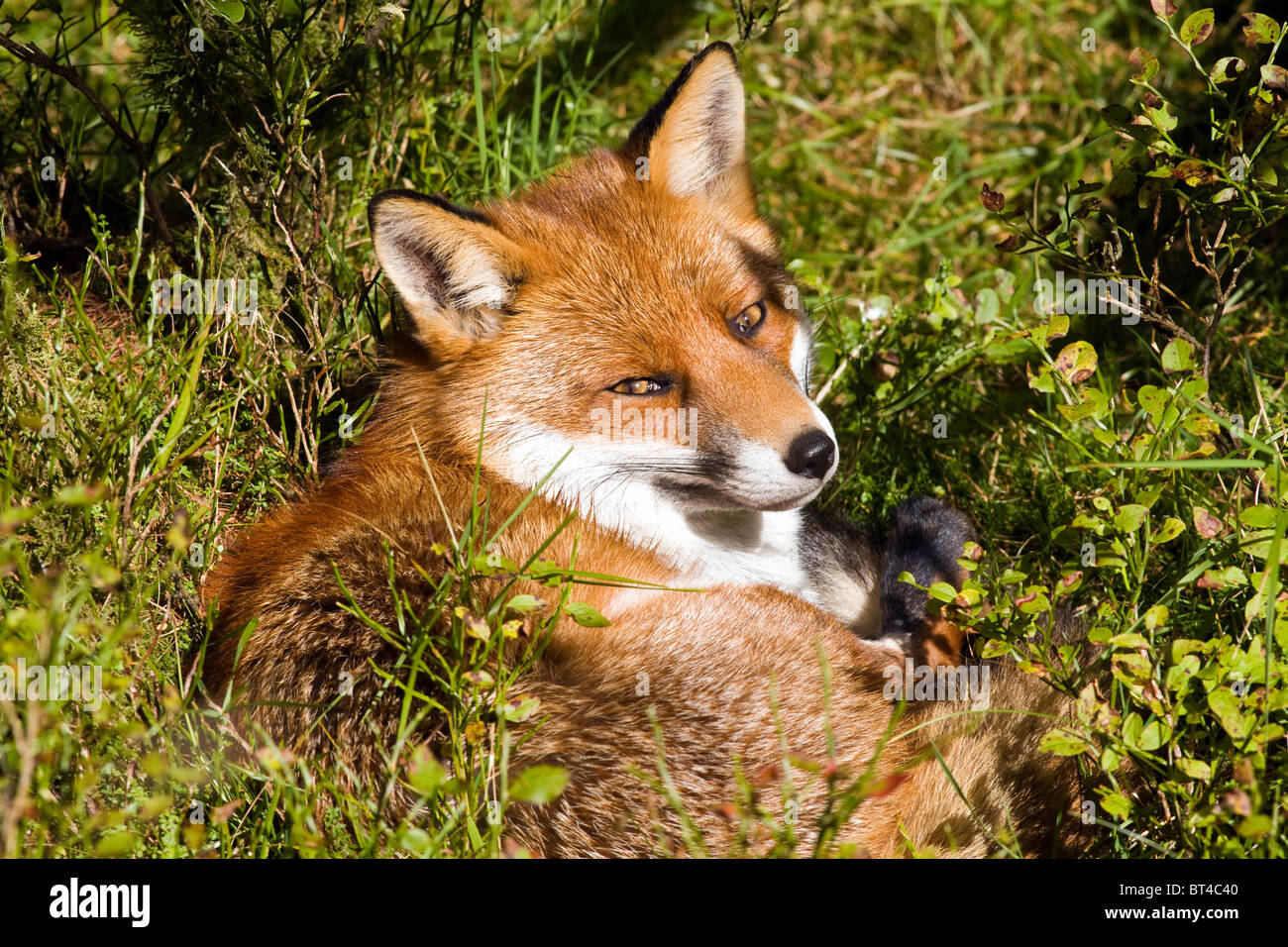 red fox vulpes vulpes resting up during daylight Stock Photo - Alamy
