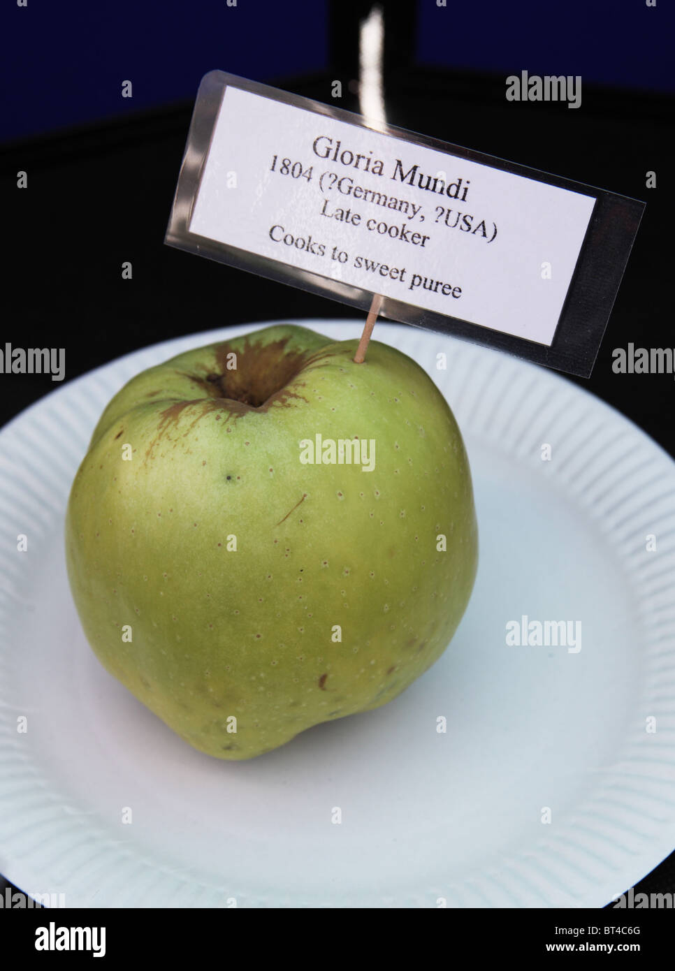 Gloria Mundi Rare Apple Variety Stock Photo - Alamy
