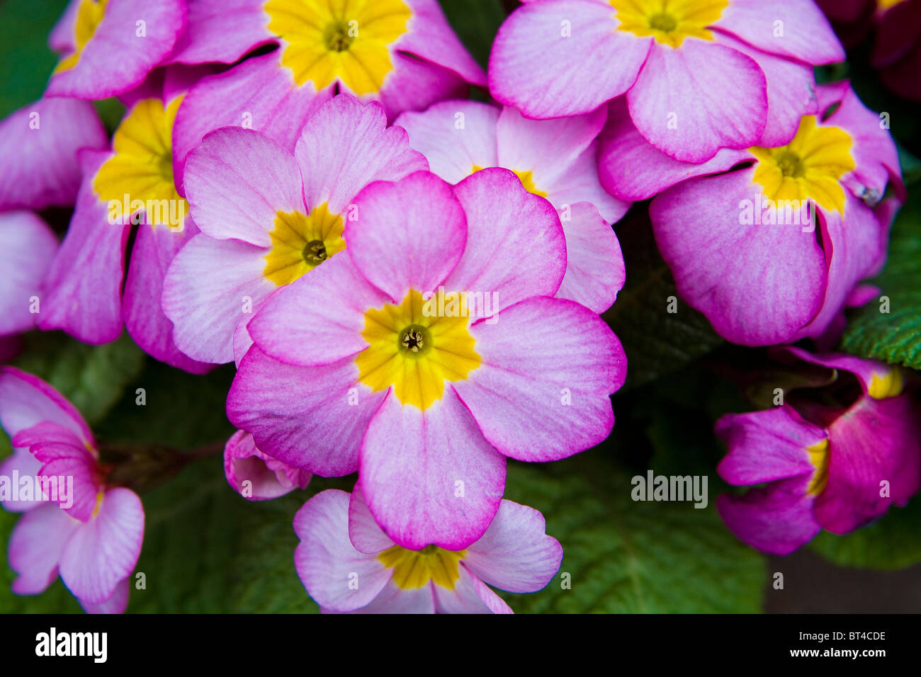 Common evening primrose evening primrose leaf hi-res stock photography ...