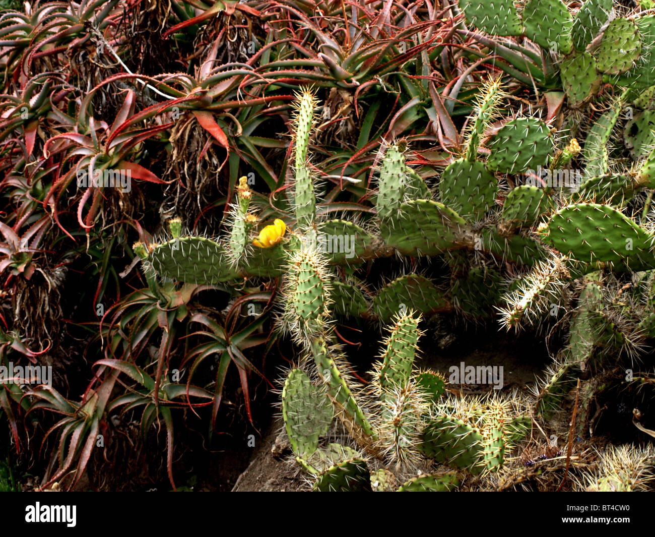 flowers red yellow garden greenhouse grown spring Stock Photo - Alamy