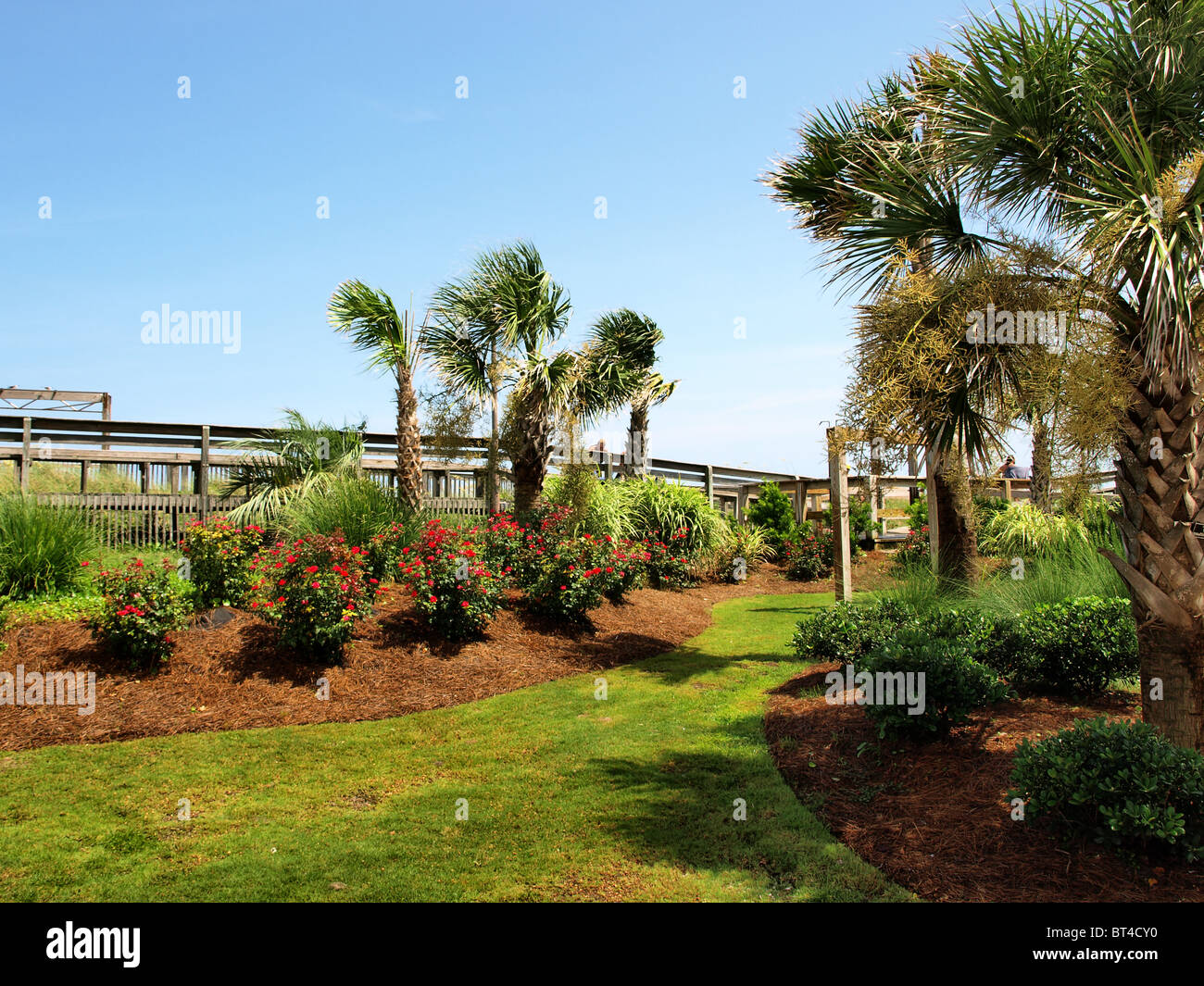 public greenery palm trees roses grass fence near beach Stock Photo - Alamy