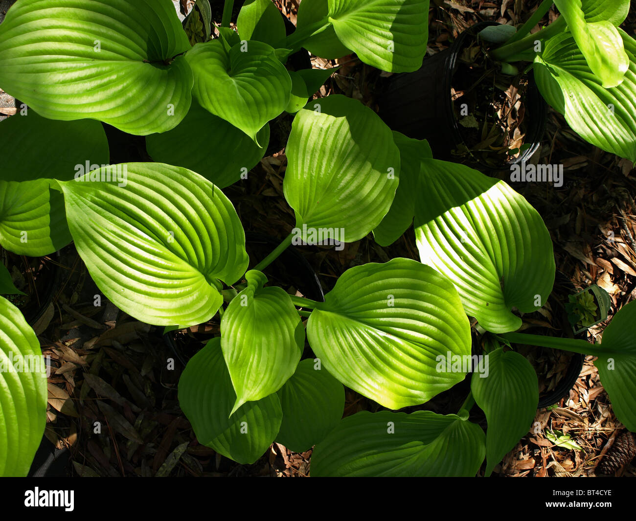 flowers red yellow garden greenhouse grown spring Stock Photo - Alamy