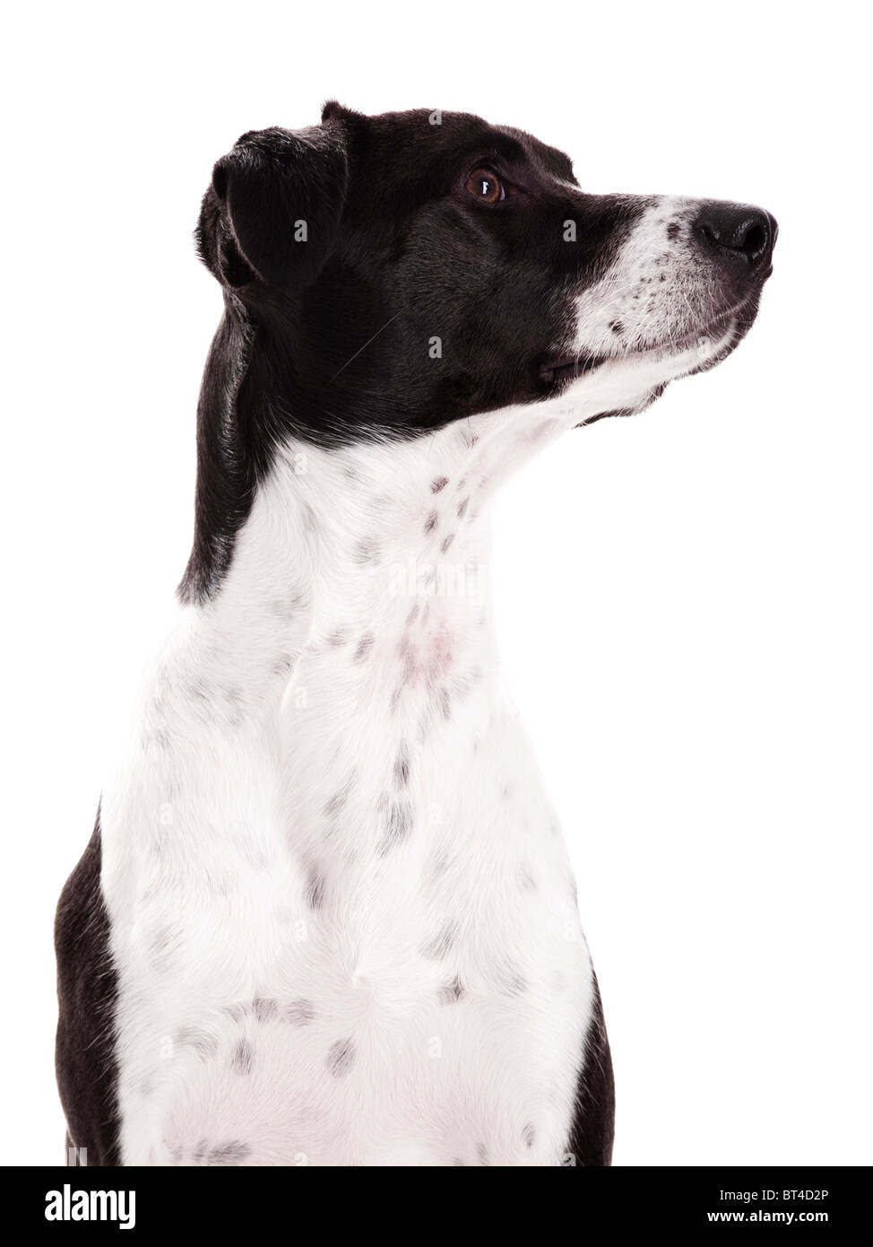 Beautiful dog portrait isolated on white background Stock Photo - Alamy