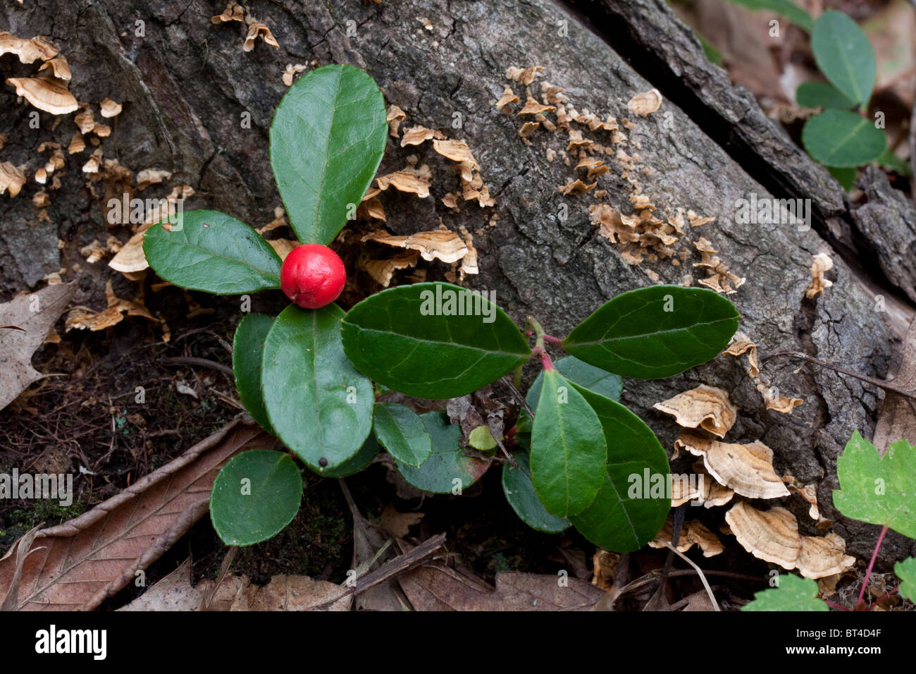 Wintergreen or Tea Berry with berry Gaultheria procumbens Eastern USA ...