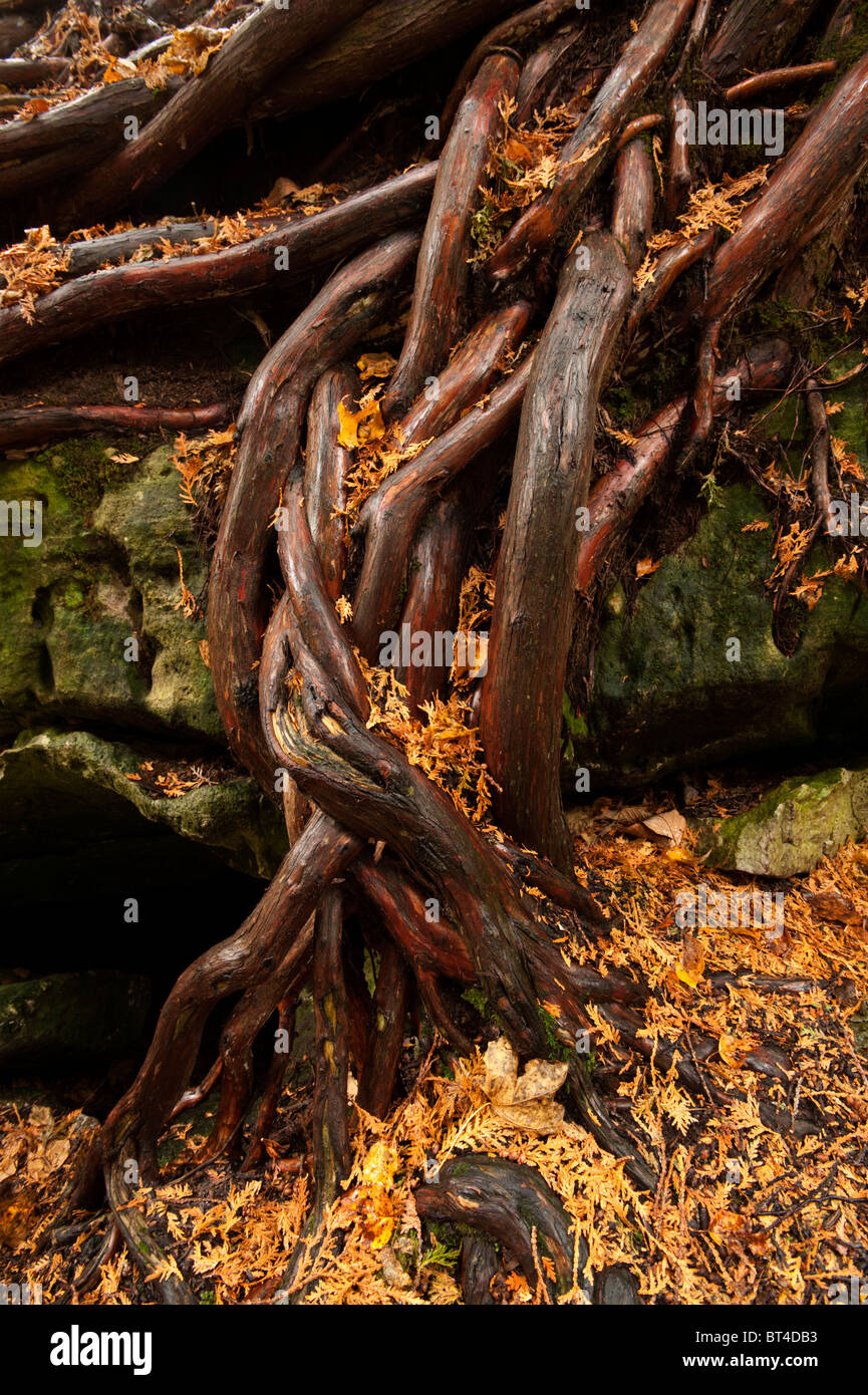 Cedar Tree Roots