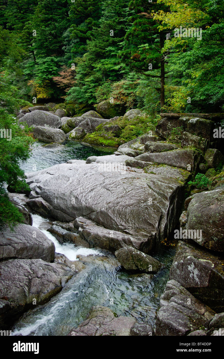 River flowing through Yakusugi Cedar Land on Yakushima Island ...