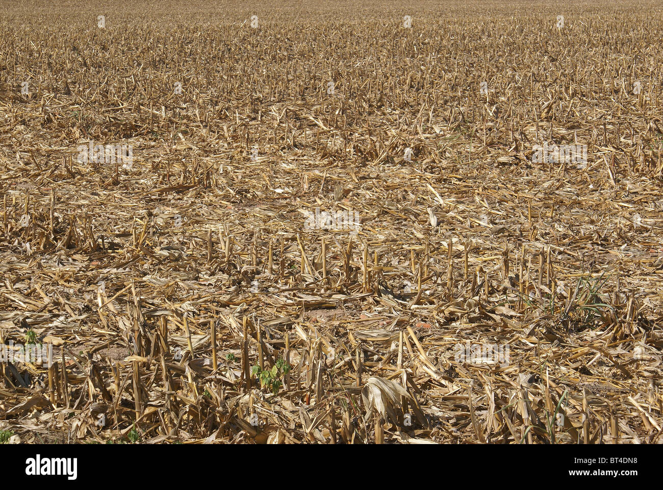 Side view corn field hi-res stock photography and images - Alamy