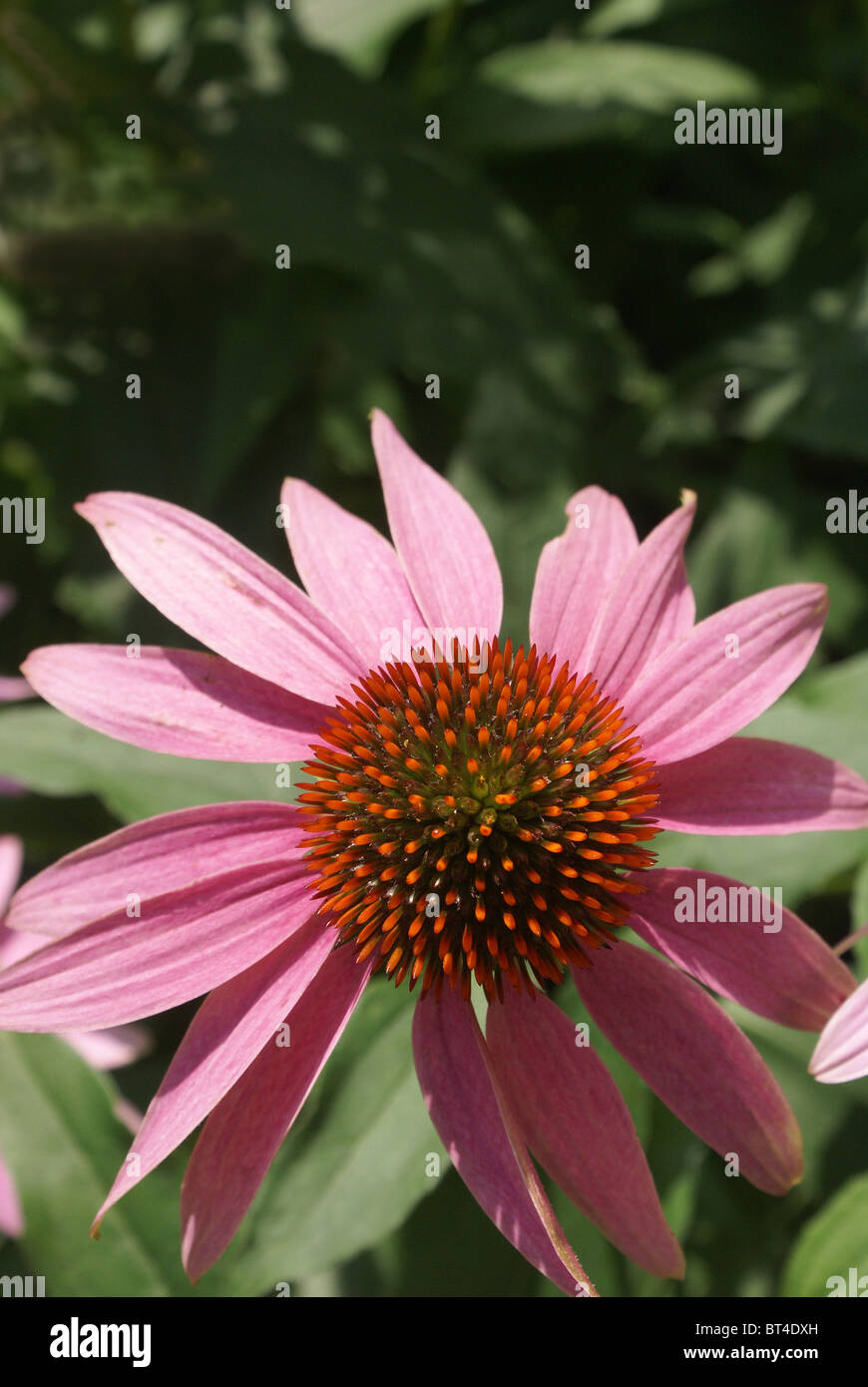 Elongated flower stems hi-res stock photography and images - Alamy