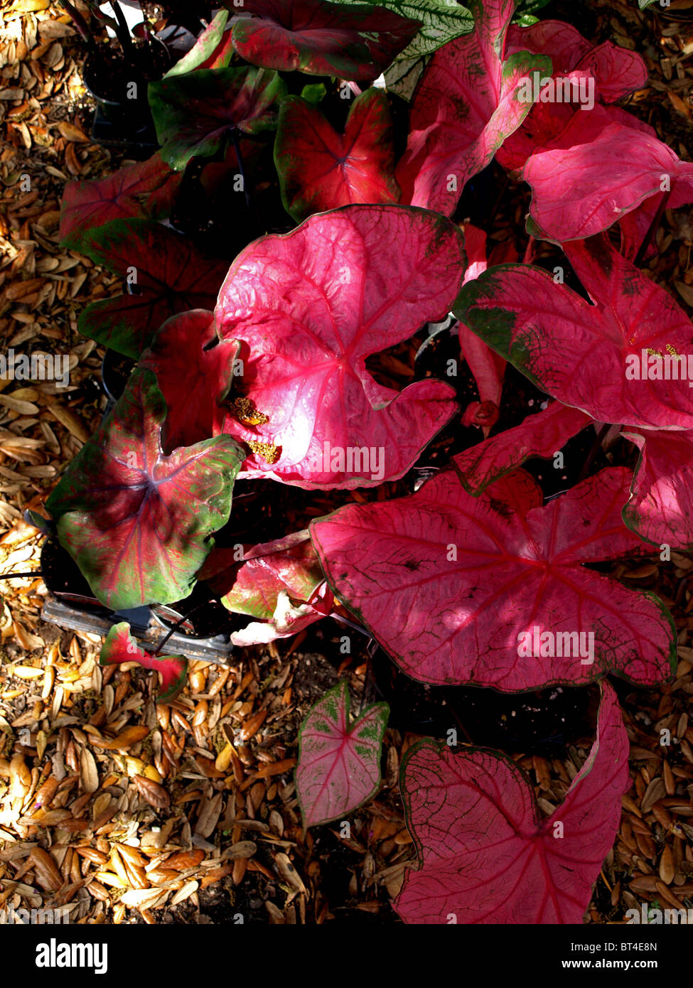 flowers red yellow garden greenhouse grown spring Stock Photo - Alamy