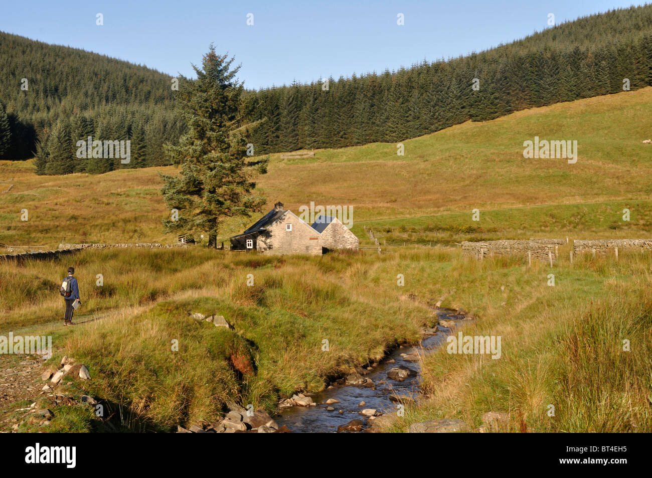 Forest of ettrick hi-res stock photography and images - Alamy