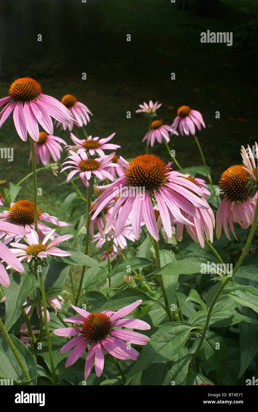Group of coneflower hi-res stock photography and images - Alamy