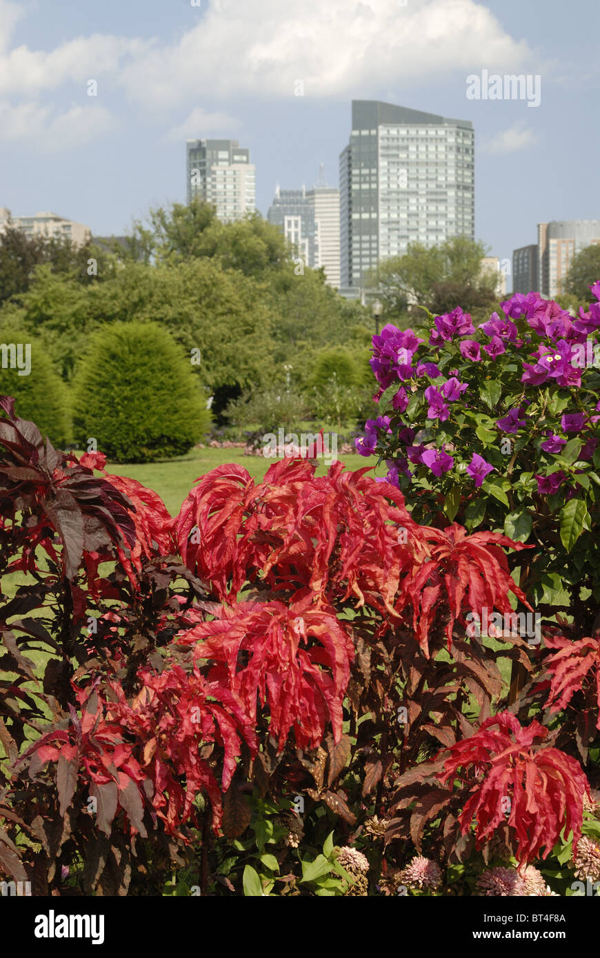 Boston Common and high rise buildings Stock Photo - Alamy