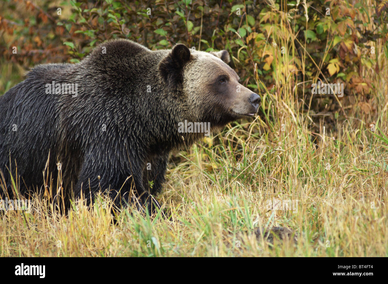 Male Grizzly Bear in mountain field Stock Photo - Alamy
