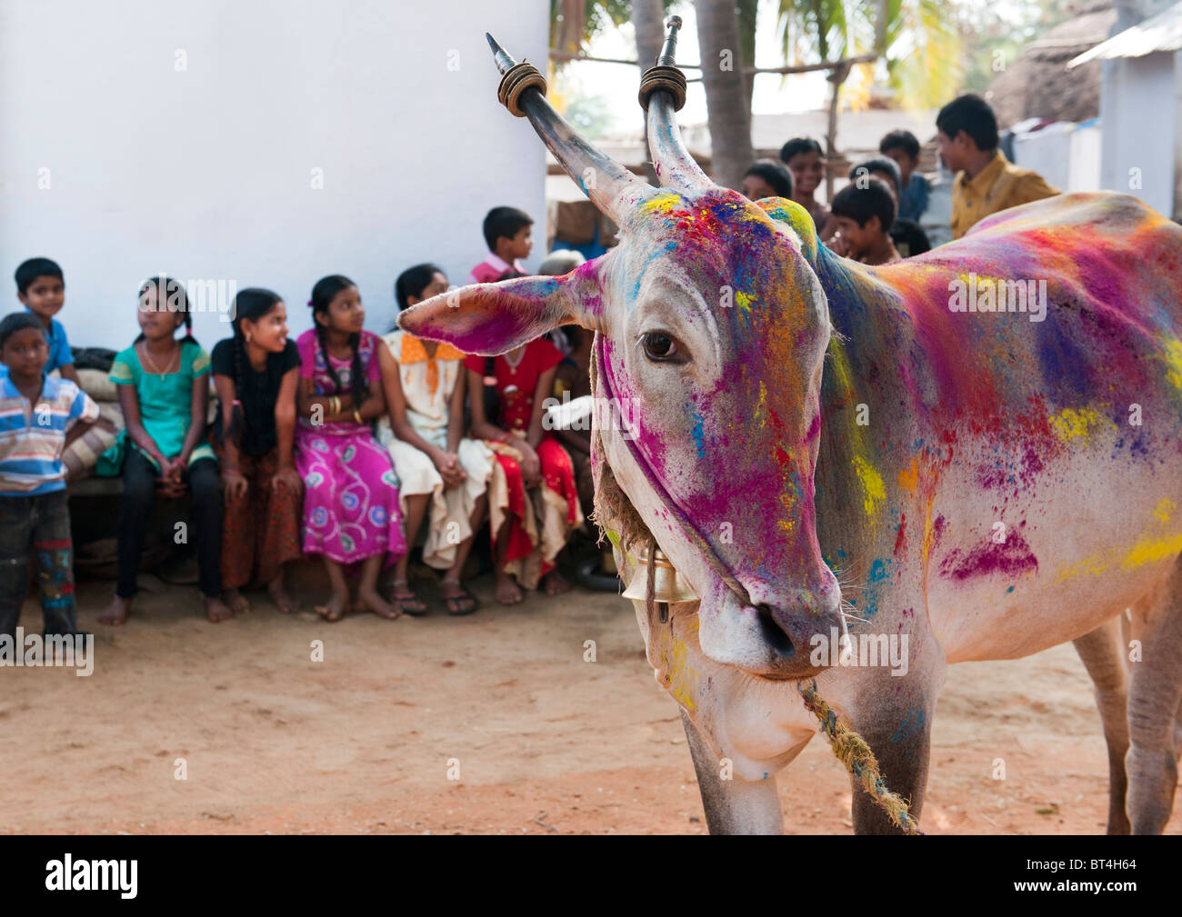 India cow (zebu) covered in coloured powder at festival time in a rural ...