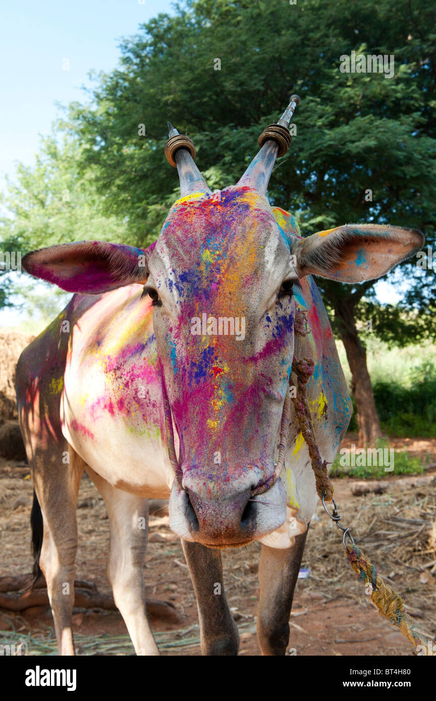 India cow (zebu) covered in coloured powder at festival time in a rural ...