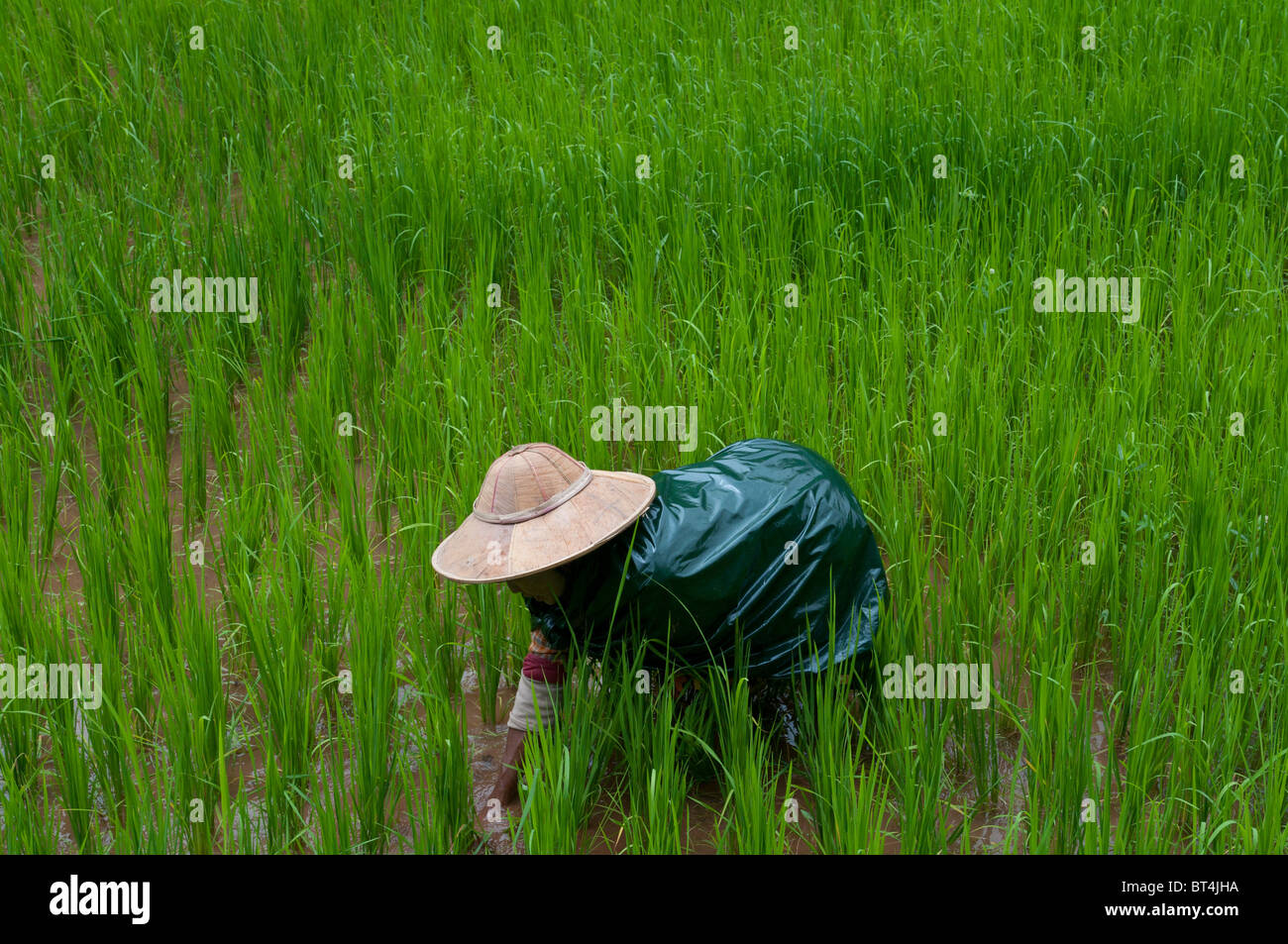 Rice Paddy Stock Photos & Rice Paddy Stock Images - Alamy
