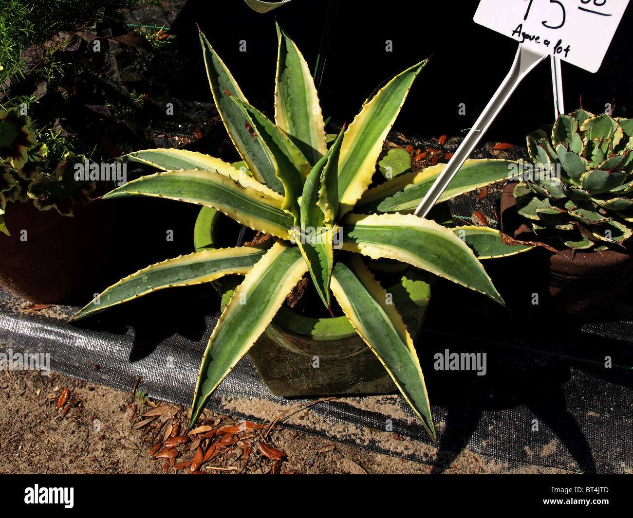 flowers red yellow garden greenhouse grown spring Stock Photo - Alamy