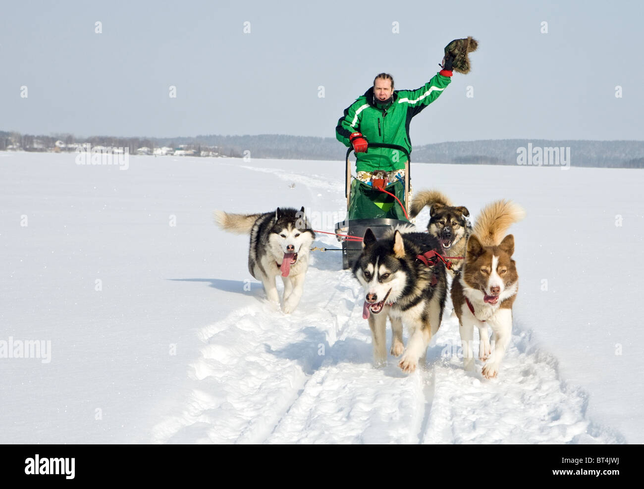 Eskimo snow dog hi-res stock photography and images - Alamy