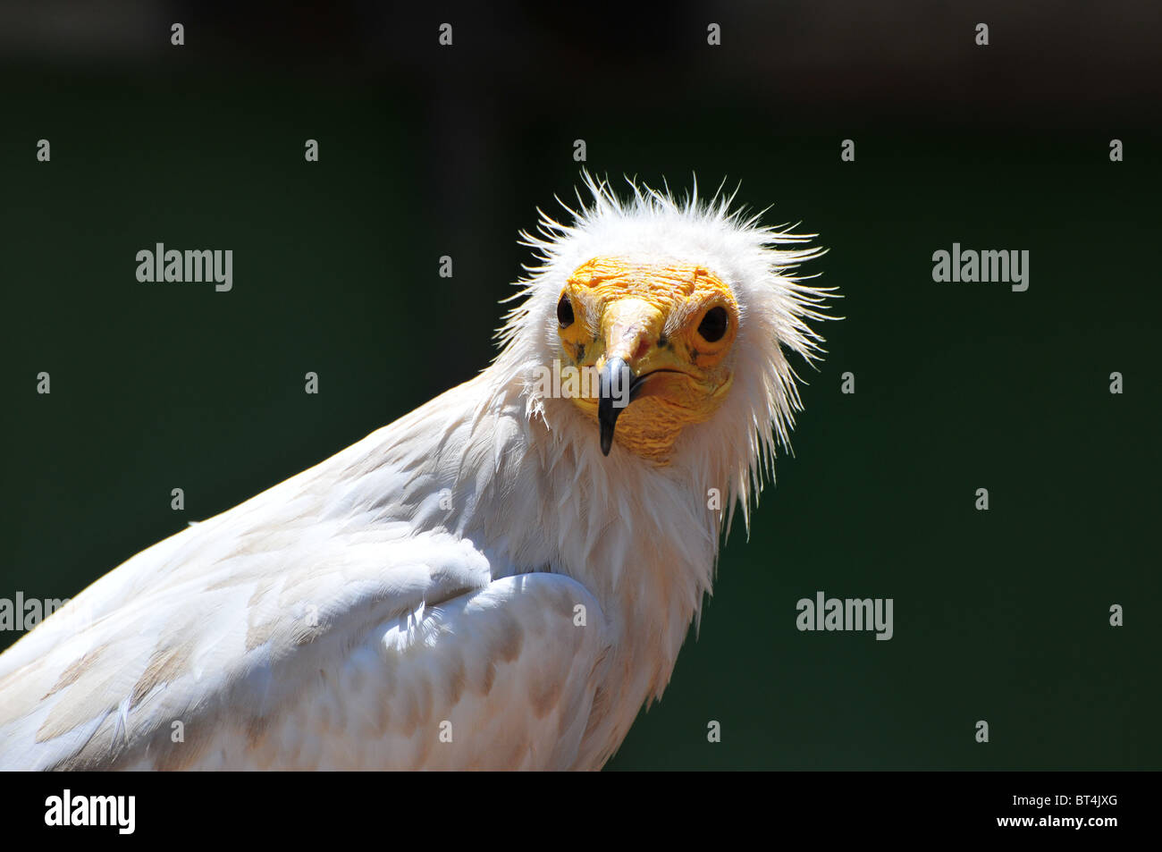 Egyptian vulture (Neophron percnopterus Stock Photo - Alamy