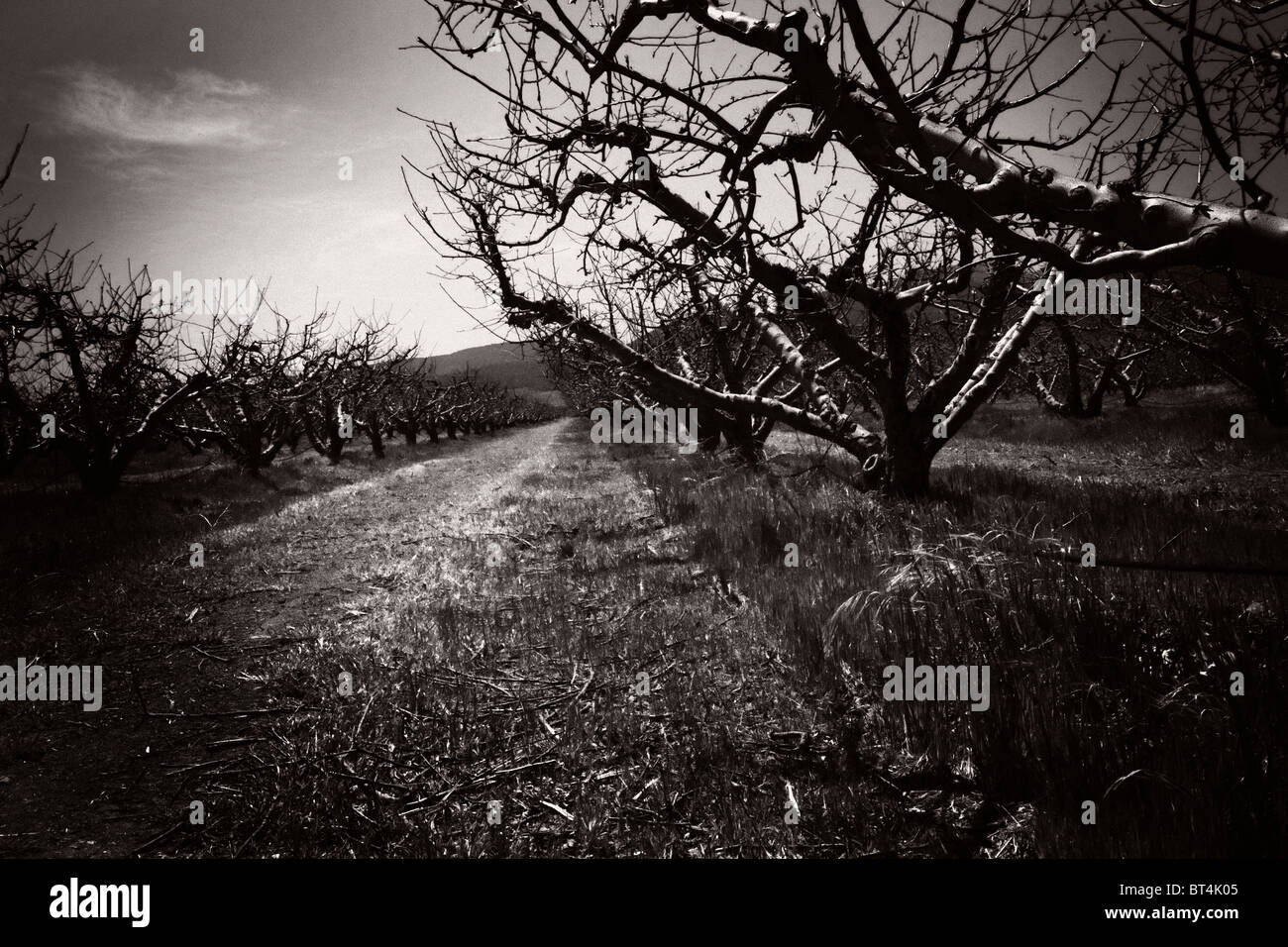 Black and white photograph of a dirt road lined with willowy trees ...