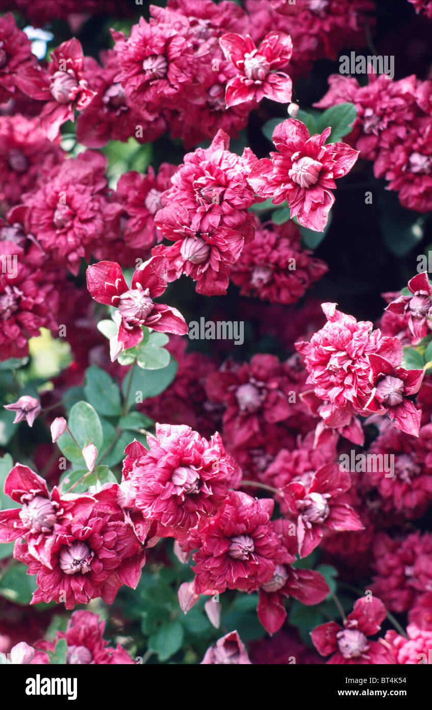 Double clematis hi-res stock photography and images - Alamy