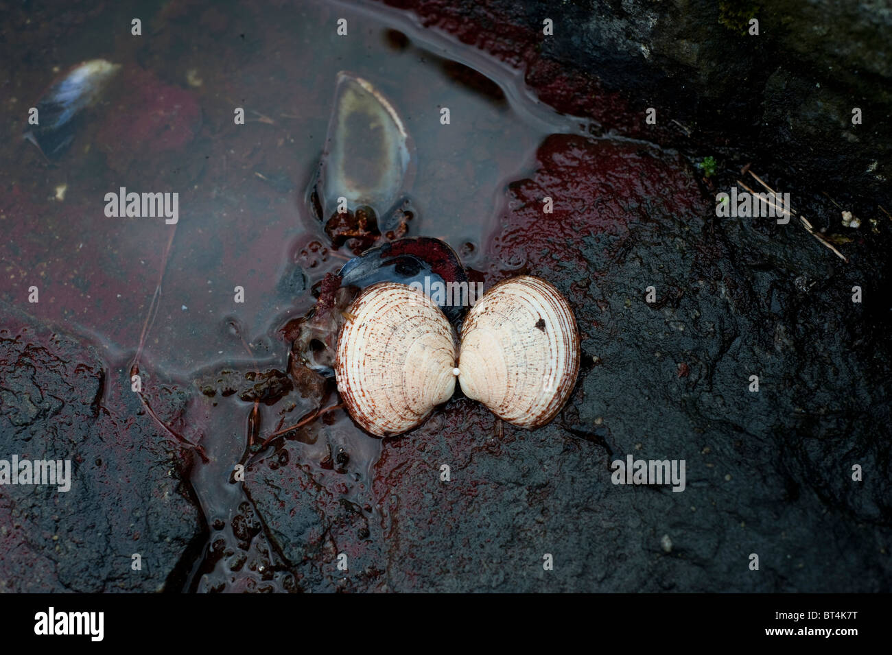 The clam stand hi-res stock photography and images - Alamy