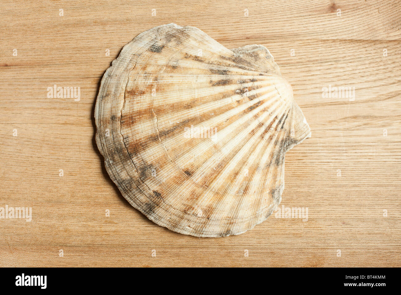 sea shell on wooden background Stock Photo - Alamy