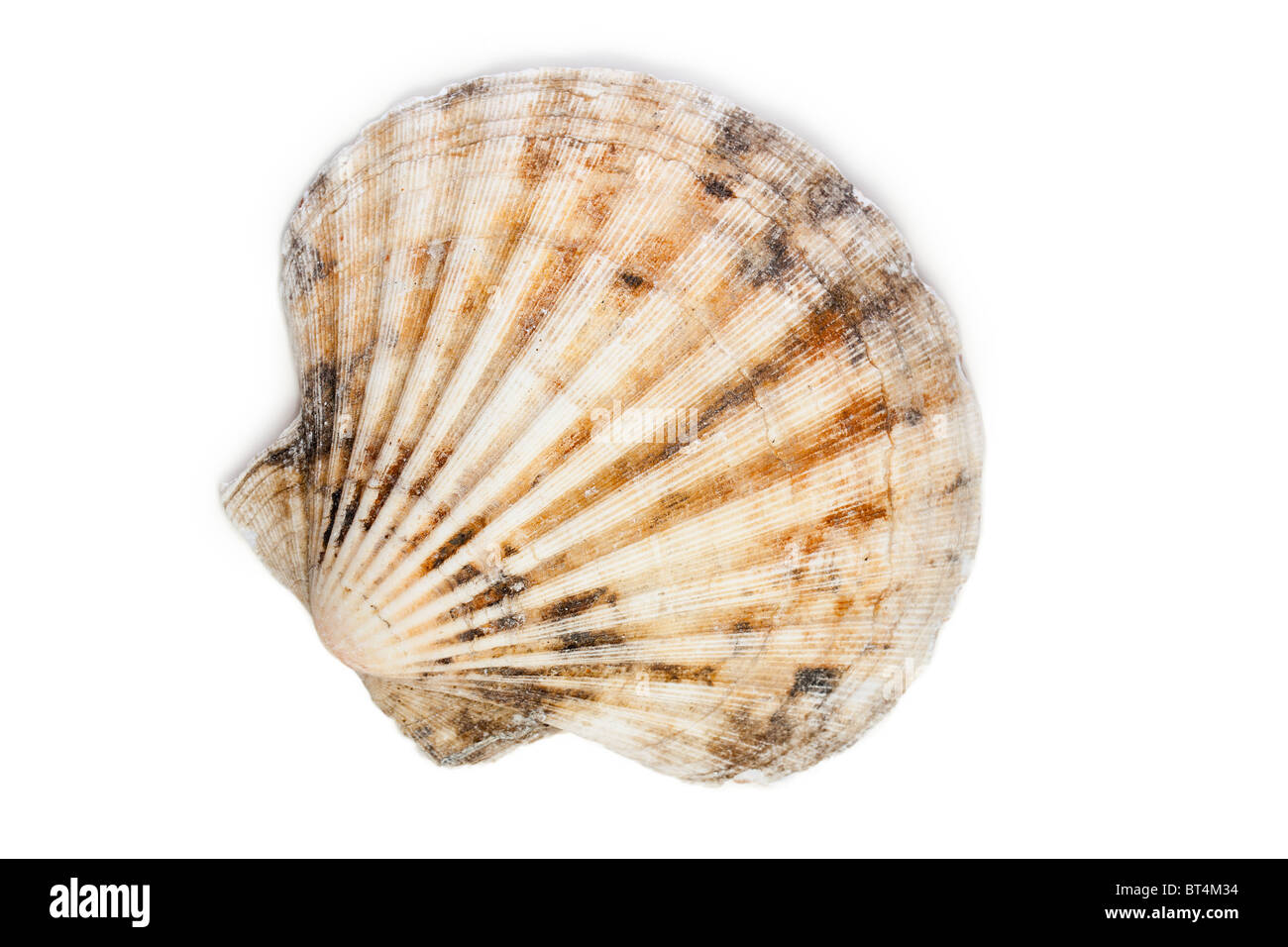sea shell on white background Stock Photo - Alamy