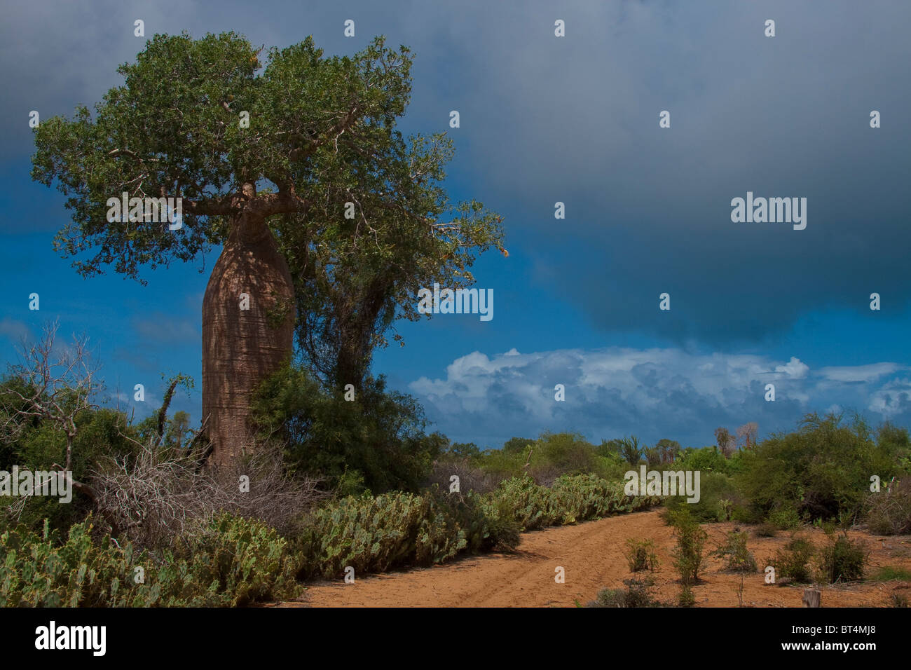 Madagascar spiny forest hi-res stock photography and images - Alamy