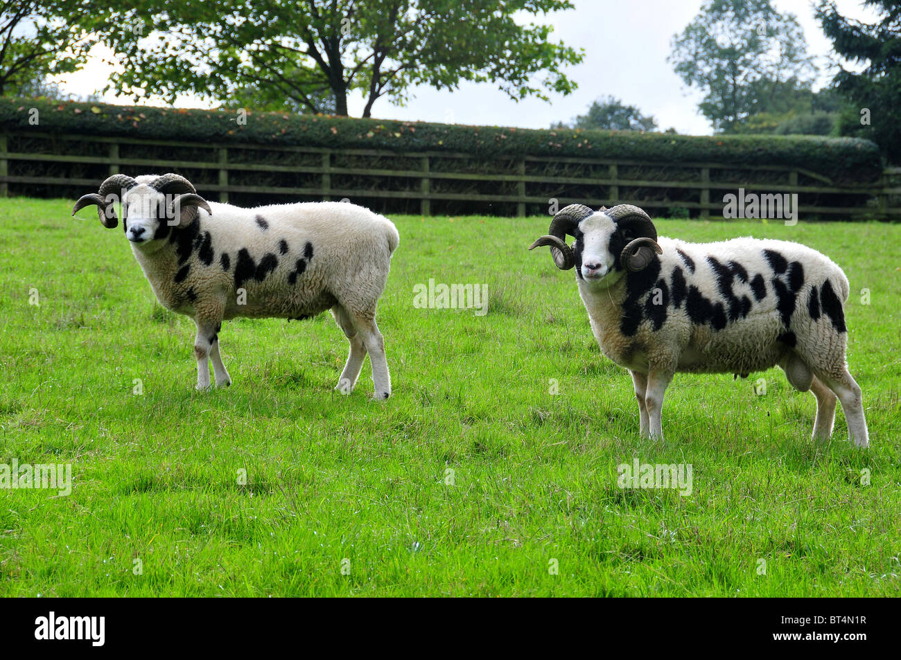 Jacob sheep hi-res stock photography and images - Alamy