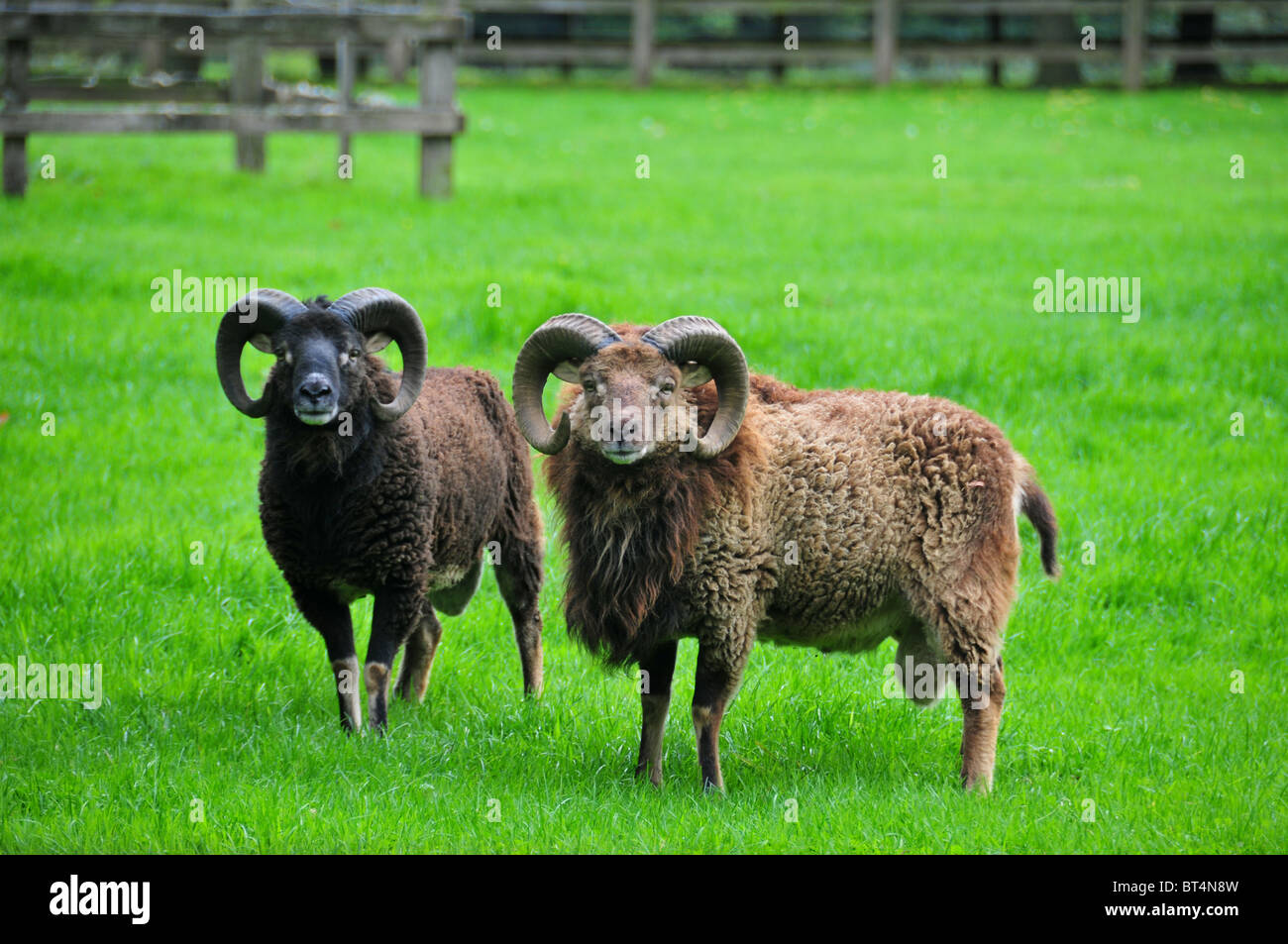 Soay sheep hi-res stock photography and images - Alamy