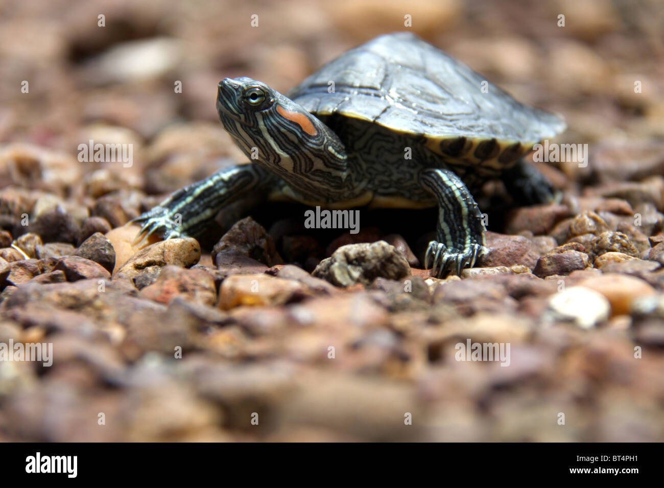 Red eared slider Stock Photo - Alamy