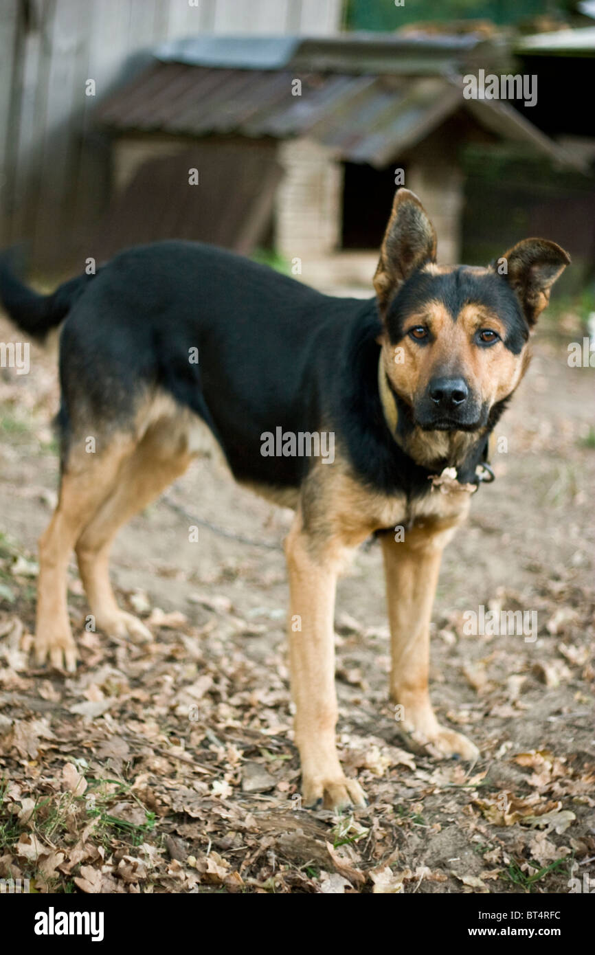 dog on chain, doghouse on background Stock Photo - Alamy