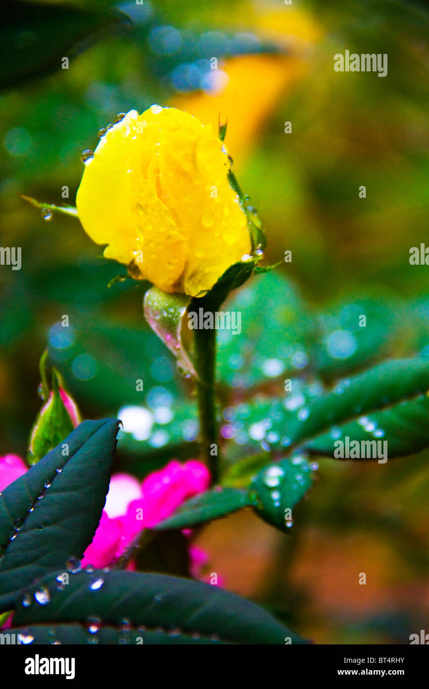 Rose bush flower blossom garden pretty mist water rain drizzle drop petal leaf leaves plant ...