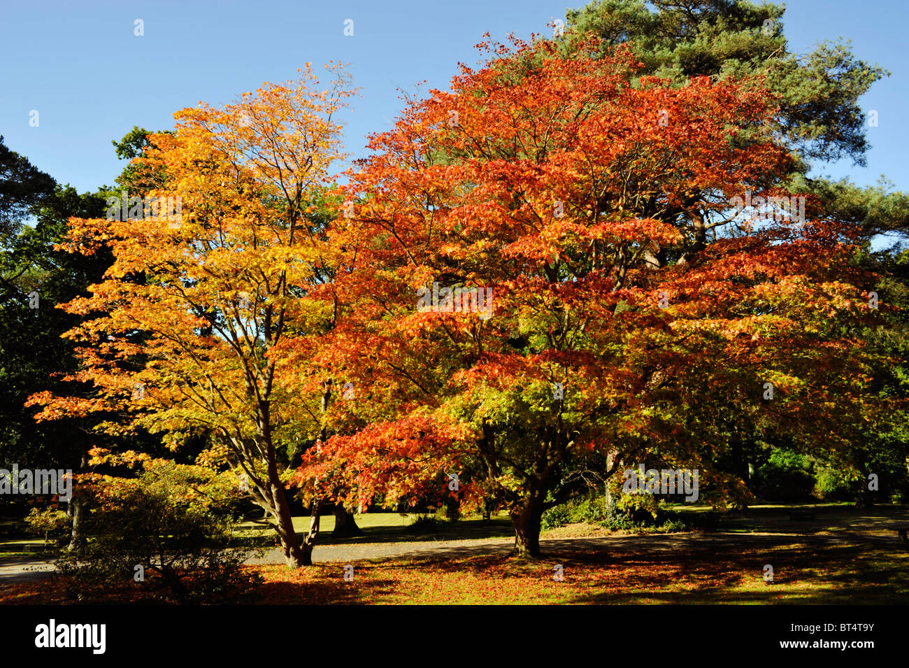 autumnal foliage on display in exbury gardens new forest england uk ...