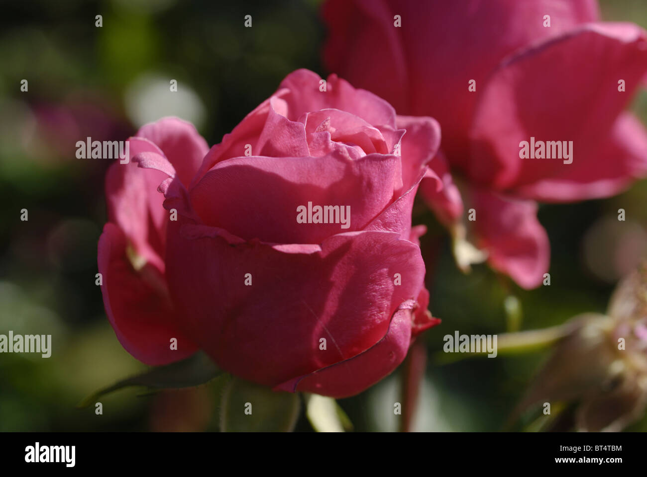 Deep pink roses hi-res stock photography and images - Alamy