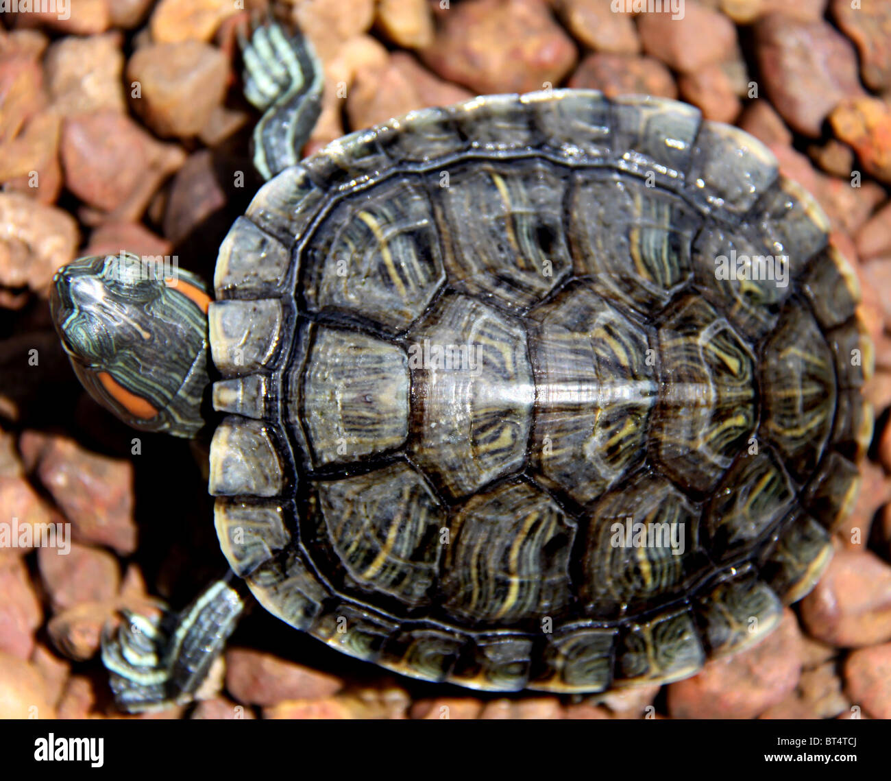 Red eared slider Stock Photo - Alamy
