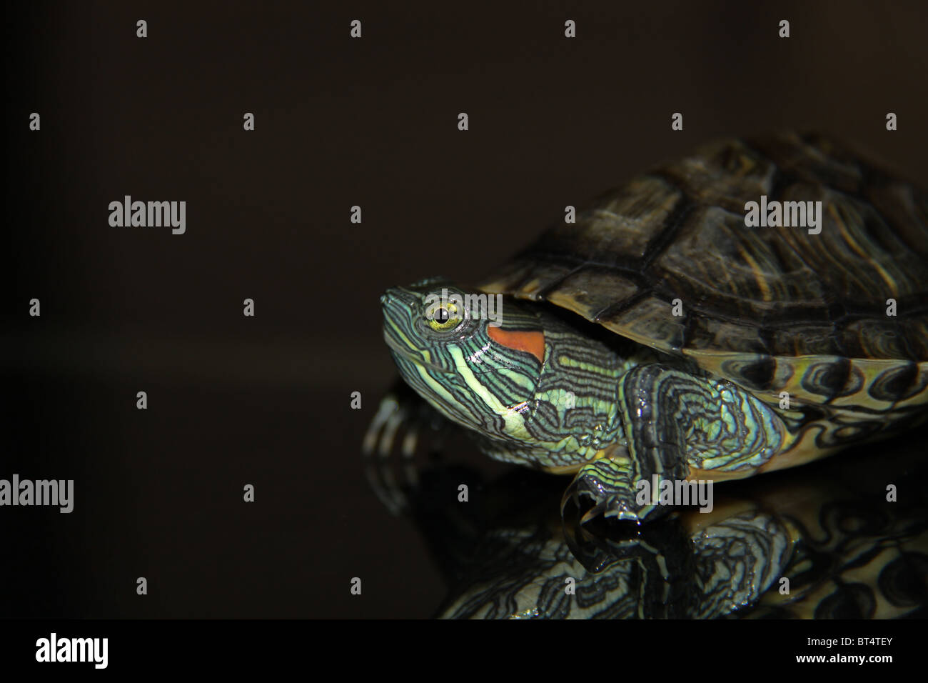 Red eared slider Stock Photo - Alamy