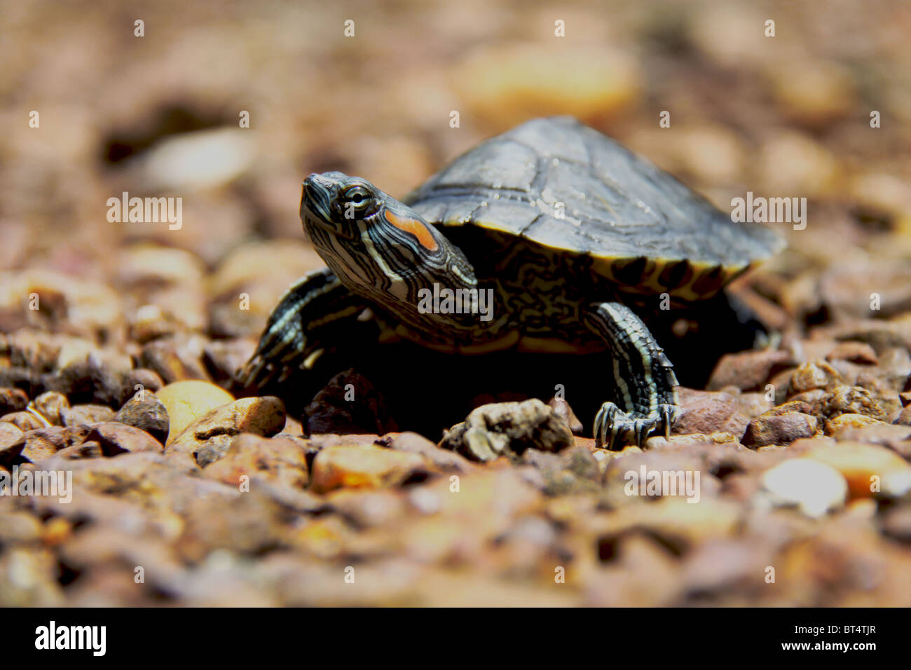 Red eared slider Stock Photo - Alamy