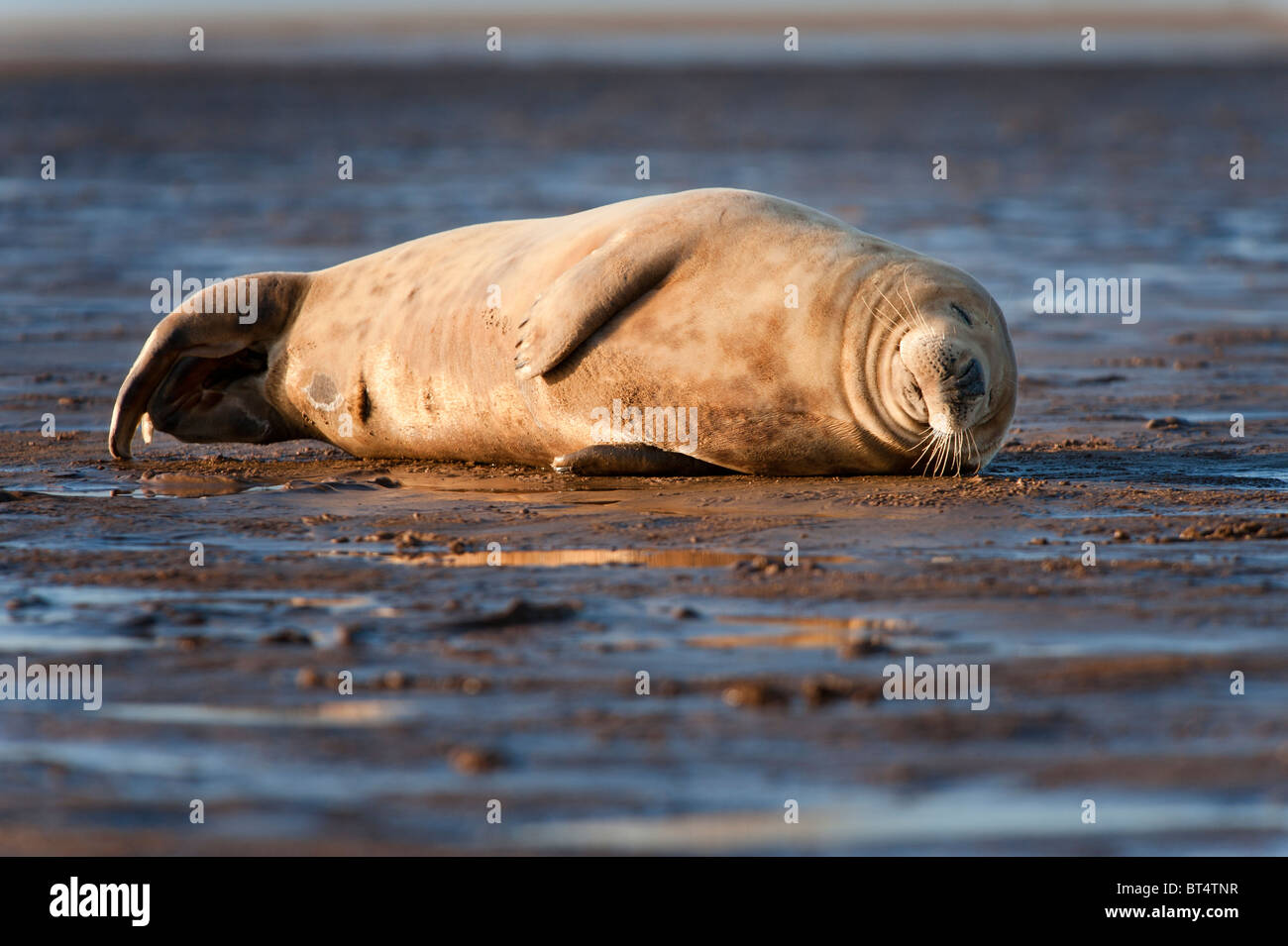 Juvenile Grey Seal Stock Photo - Alamy