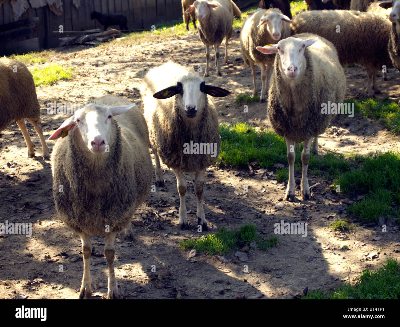 Sheep cot hi-res stock photography and images - Alamy