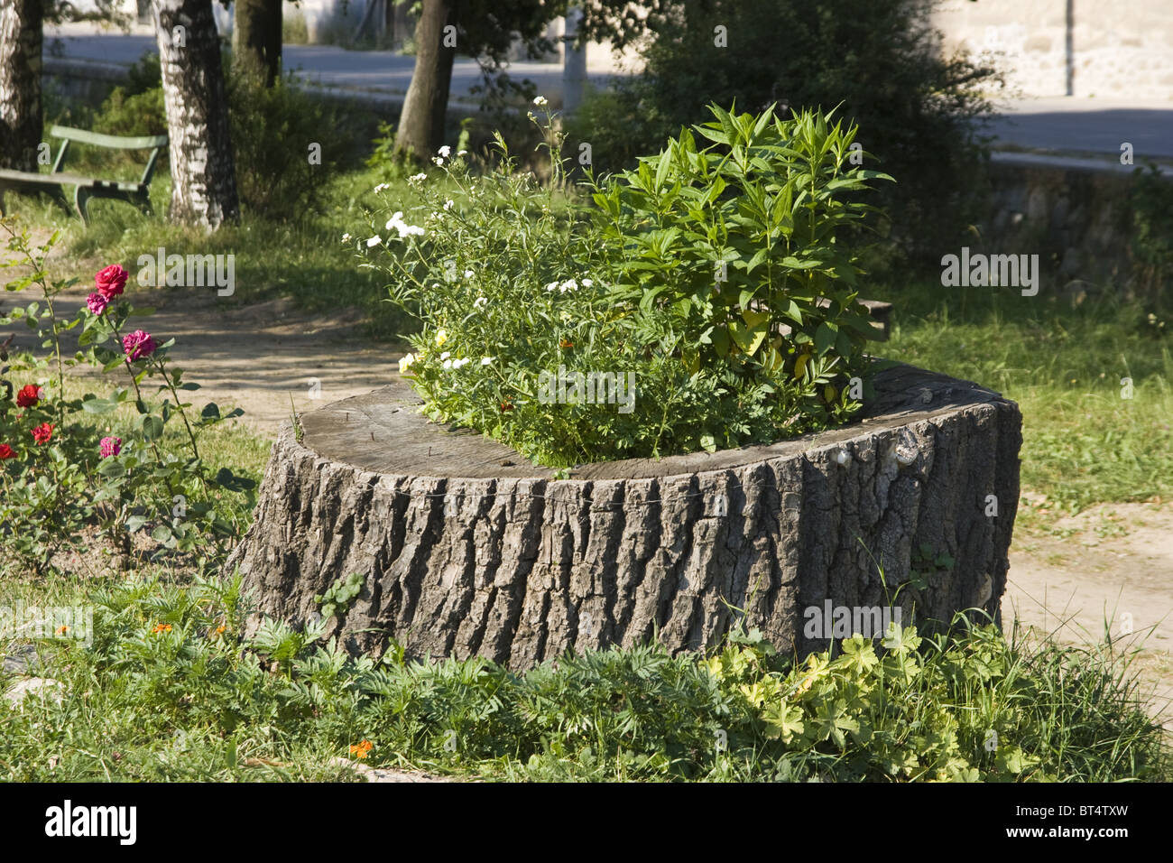 Decorated tree stump hi-res stock photography and images - Alamy